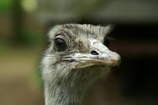 Osterich Images – Browse 15,809 Stock Photos, Vectors, and Video ...