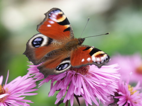 รูปภาพPfauenauge – เลือกดูภาพถ่ายสต็อก เวกเตอร์ และวิดีโอ2,703 | Adobe ...