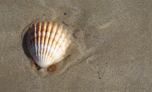 รูปภาพCoquillage – เลือกดูภาพถ่ายสต็อก เวกเตอร์ และวิดีโอ10,827 | Adobe ...