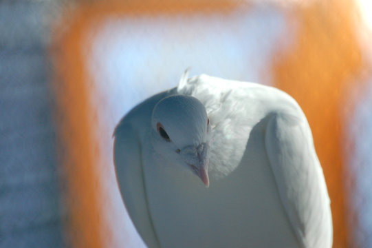 Zuchttauben-Bilder: Stock-Fotos & -Videos. | Adobe Stock