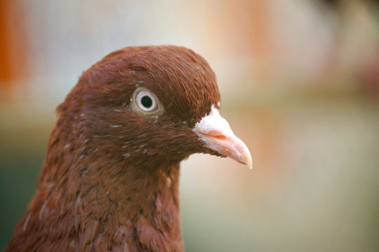 Zuchttauben-Bilder: Stock-Fotos & -Videos. | Adobe Stock