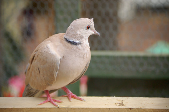 Zuchttauben-Bilder: Stock-Fotos & -Videos. | Adobe Stock