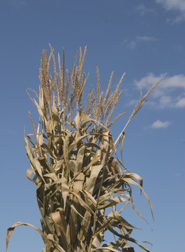 Juliet Kaye photos, images, assets | Adobe Stock