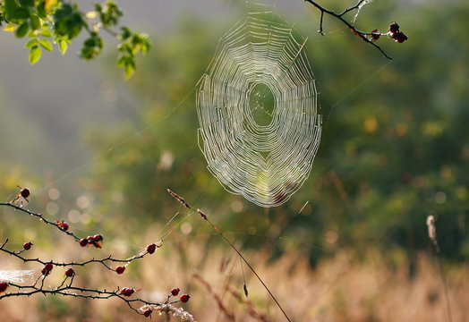 Spider-Work Images – Browse 338 Stock Photos, Vectors, and Video ...