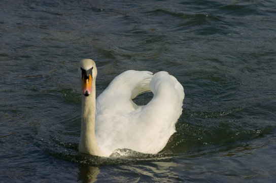 Labod Images – Browse 18 Stock Photos, Vectors, and Video | Adobe Stock