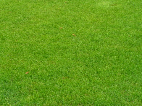 Imágenes de Grass-Plot: descubre bancos de fotos, ilustraciones ...