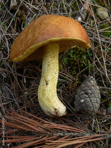 "cèpe des pins" photo libre de droits sur la banque d'images Fotolia ...