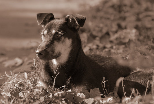 Pye-Dog Images – Browse 672 Stock Photos, Vectors, and Video | Adobe Stock