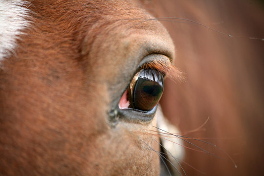 รูปภาพTierauge – เลือกดูภาพถ่ายสต็อก เวกเตอร์ และวิดีโอ224 | Adobe Stock