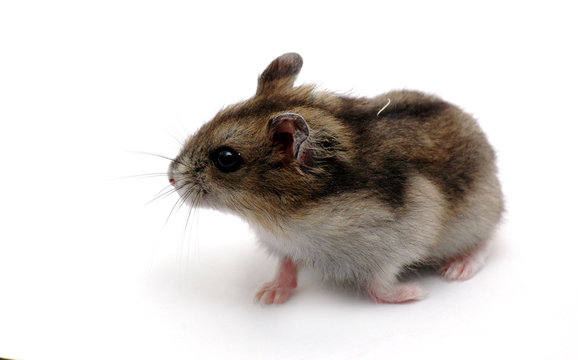 Teddyhamster Bilder – Durchsuchen 4,457 Archivfotos, Vektorgrafiken und ...