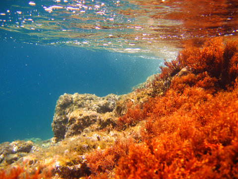 「Fondale」の画像 - 7,344 件の Stock 写真、ベクターおよびビデオ | Adobe Stock