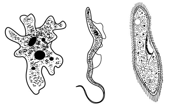Tierchen Bilder – Durchsuchen 1,299 Archivfotos, Vektorgrafiken und ...