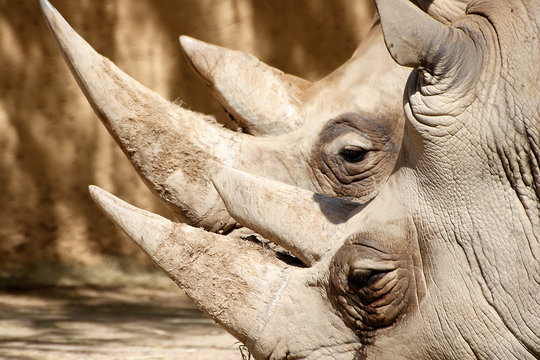 รูปภาพRino – เลือกดูภาพถ่ายสต็อก เวกเตอร์ และวิดีโอ2,778 | Adobe Stock