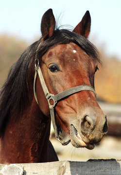 Obrázky Hors – procházejte fotografie, vektory a videa 346,523 | Adobe ...