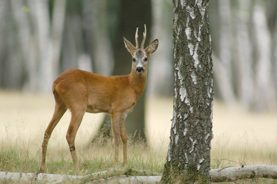 รูปภาพChevrillard – เลือกดูภาพถ่ายสต็อก เวกเตอร์ และวิดีโอ136 | Adobe Stock