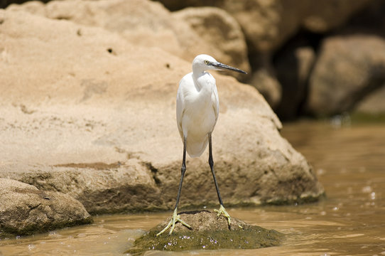 Oiseu Images – Browse 51 Stock Photos, Vectors, and Video | Adobe Stock