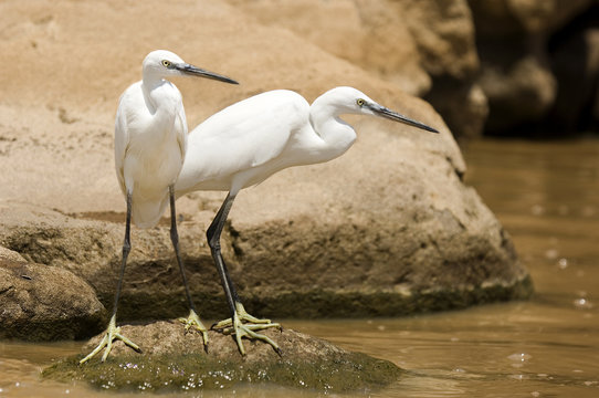 Oiseu Images – Browse 50 Stock Photos, Vectors, and Video | Adobe Stock