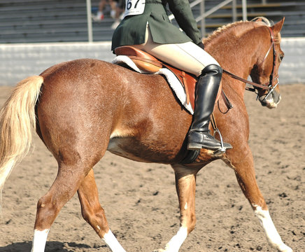 รูปภาพPrance – เลือกดูภาพถ่ายสต็อก เวกเตอร์ และวิดีโอ6,720 | Adobe Stock