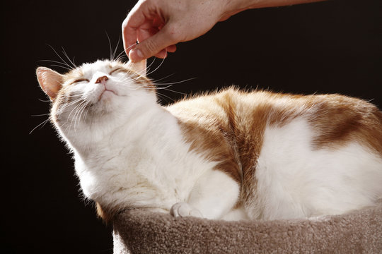 รูปภาพPurr – เลือกดูภาพถ่ายสต็อก เวกเตอร์ และวิดีโอ84,909 | Adobe Stock