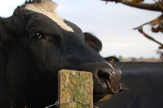Meugler Immagini - Sfoglia 15 foto, vettoriali e video Stock | Adobe Stock