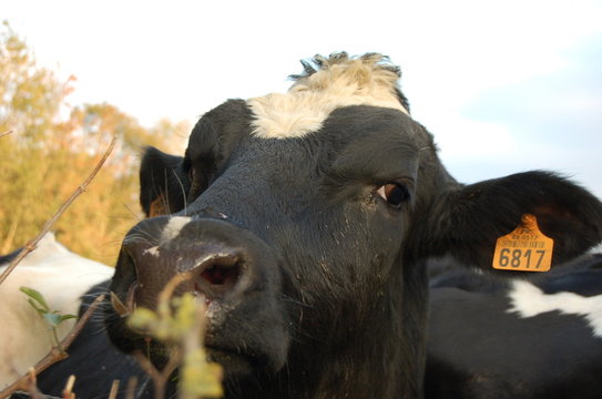 「Meugler」の画像 - 15 件の Stock 写真、ベクターおよびビデオ | Adobe Stock