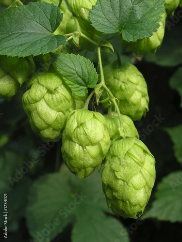 "hopfen" Stockfotos und lizenzfreie Bilder auf Fotolia.com - Bild 1734021