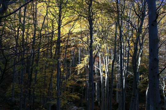 รูปภาพCaduc – เลือกดูภาพถ่ายสต็อก เวกเตอร์ และวิดีโอ246 | Adobe Stock