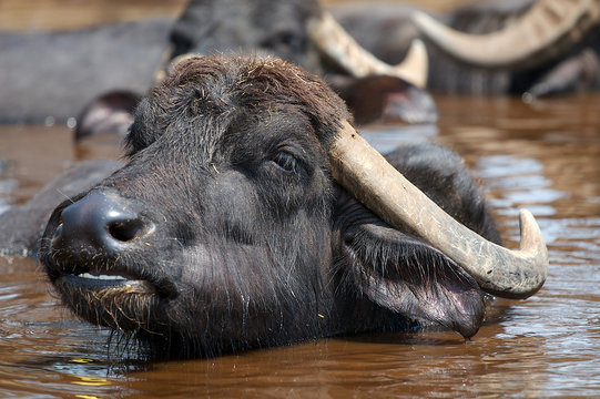 Imágenes de Bufala: descubre bancos de fotos, ilustraciones, vectores y ...