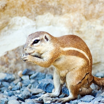 รูปภาพXerus – เลือกดูภาพถ่ายสต็อก เวกเตอร์ และวิดีโอ1,752 | Adobe Stock