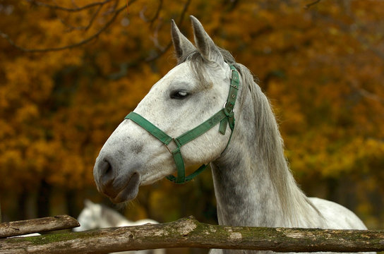 Lipicanec Images – Browse 51 Stock Photos, Vectors, and Video | Adobe Stock