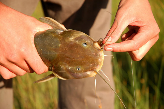 Bagre bilder – Bläddra bland 152 stockfoton, vektorer och videor ...