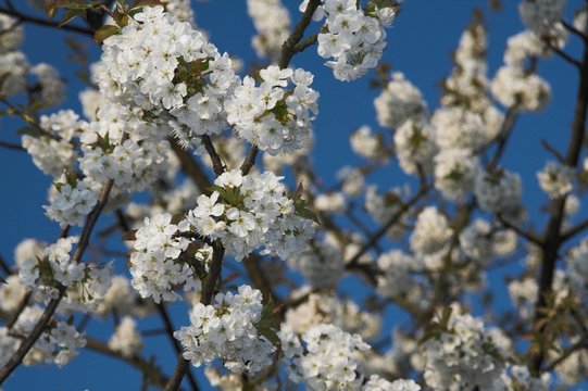 รูปภาพKirsch – เลือกดูภาพถ่ายสต็อก เวกเตอร์ และวิดีโอ15,871 | Adobe Stock
