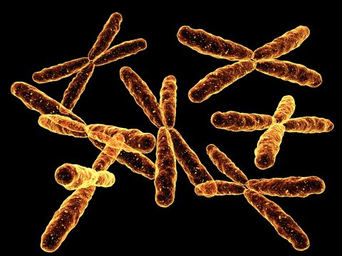 Imagens de X-Chromosome – Explore Fotografias do Stock, Vetores e ...