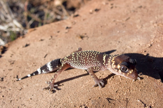 "Barking Gecko" Images – Browse 66 Stock Photos, Vectors, and Video ...