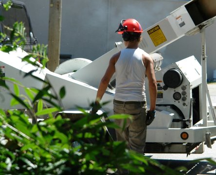 Aborist Images – Browse 60 Stock Photos, Vectors, and Video | Adobe Stock