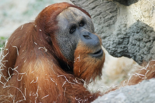 Pongo Images – Browse 5,869 Stock Photos, Vectors, and Video | Adobe Stock