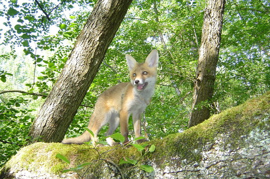 รูปภาพGoupil – เลือกดูภาพถ่ายสต็อก เวกเตอร์ และวิดีโอ227 | Adobe Stock