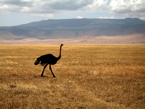 「Austrich」の写真素材 | 20件の無料イラスト画像 | Adobe Stock