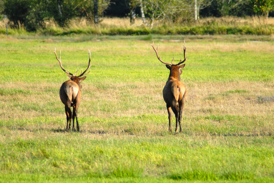 Cervi 이미지 – 찾아보기 858 스톡 사진, 벡터 및 비디오 | Adobe Stock