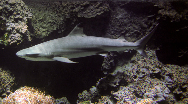 รูปภาพSchwarzspitzenriffhai – เลือกดูภาพถ่ายสต็อก เวกเตอร์ และวิดีโอ133 ...