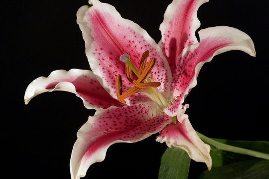 "Stargazer Lily" Images – Browse 906 Stock Photos, Vectors, and Video ...