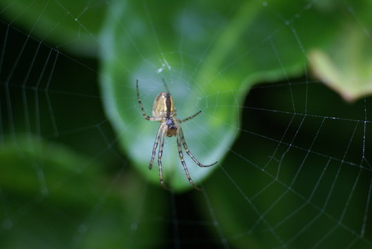 Arachnoïde Images – Browse 13 Stock Photos, Vectors, and Video | Adobe ...
