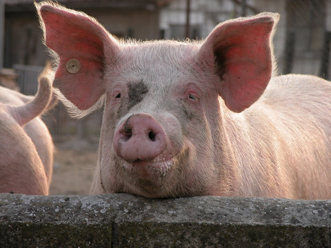 รูปภาพMaiale – เลือกดูภาพถ่ายสต็อก เวกเตอร์ และวิดีโอ10,337 | Adobe Stock