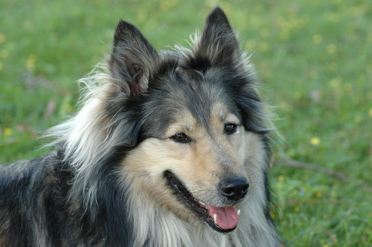 「Lessy」の写真素材 | 110件の無料イラスト画像 | Adobe Stock