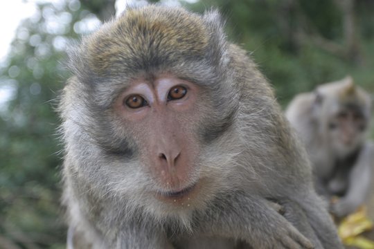 grey monkey wallpaper