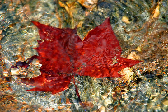 Foliole Bilder – Durchsuchen 1,188 Archivfotos, Vektorgrafiken und ...