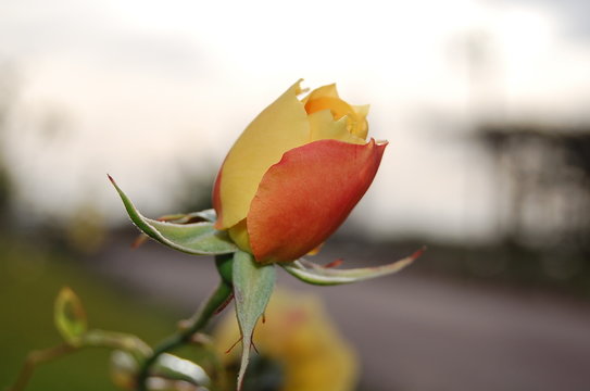 Gfhhh Images – Browse 2 Stock Photos, Vectors, and Video | Adobe Stock