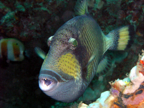 5,235 BEST Triggerfish IMAGES, STOCK PHOTOS & VECTORS | Adobe Stock