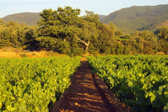 "Champ De Vigne" 影像 – 瀏覽 275 個素材庫相片、向量圖和影片 | Adobe Stock