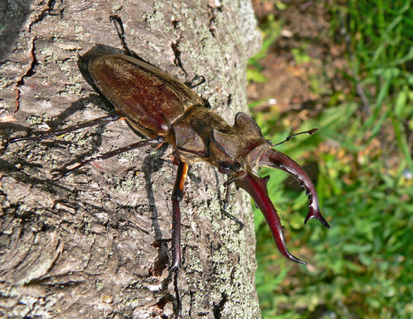 Coleopter Images – Browse 204 Stock Photos, Vectors, and Video | Adobe ...